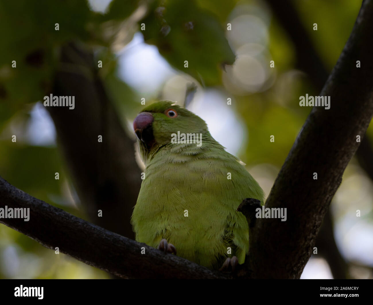 The rose garden hyde park hi-res stock photography and images - Alamy