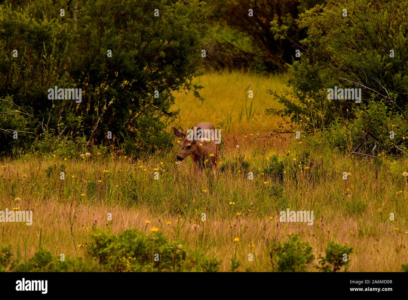 Deer beard hi-res stock photography and images - Alamy