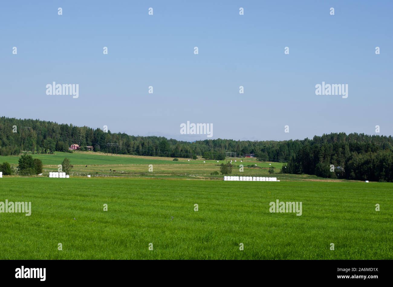 Fermenting silage hi-res stock photography and images - Alamy
