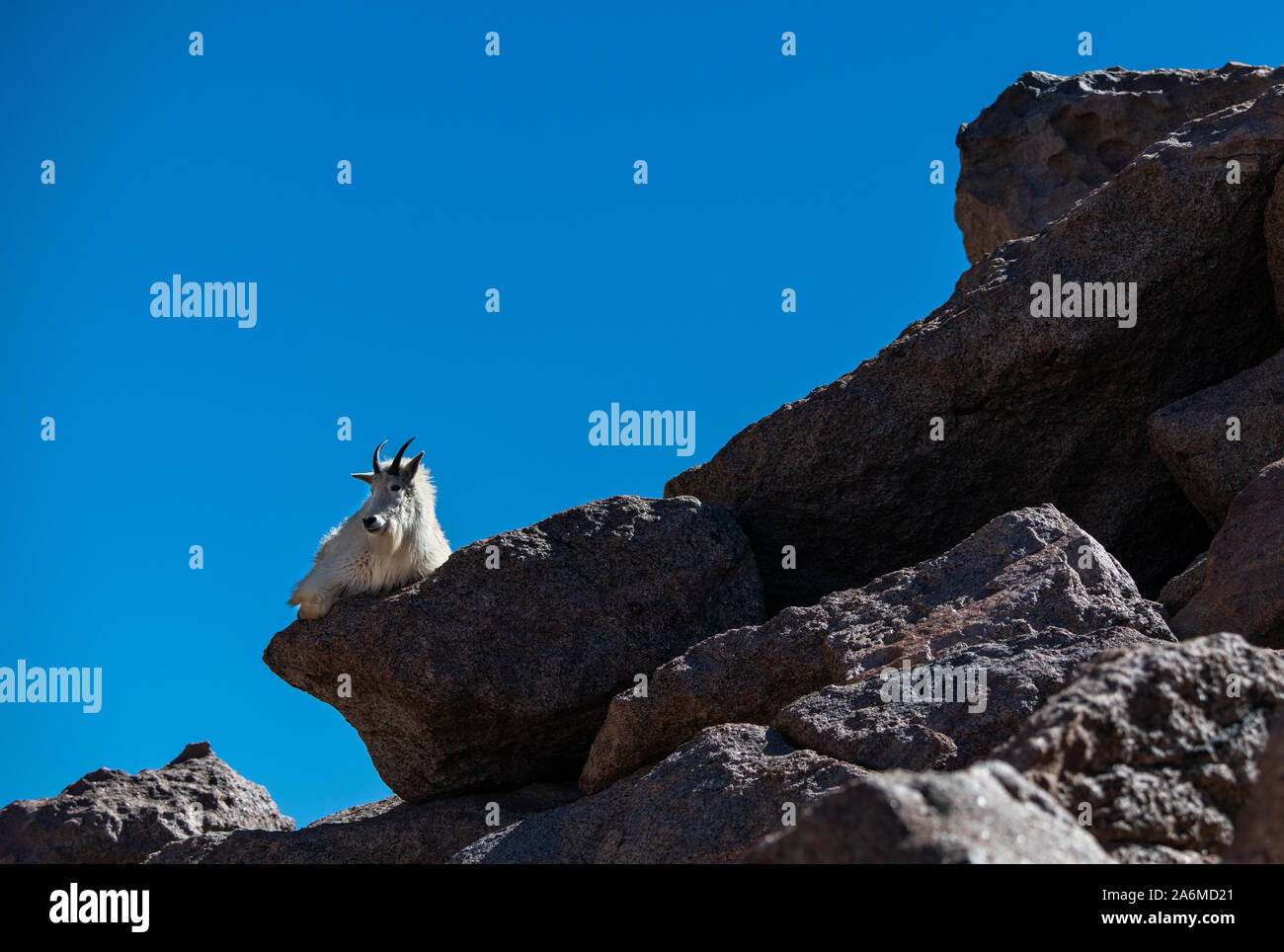 A Mountain Goat Resting on a Cliff Edge Stock Photo - Alamy