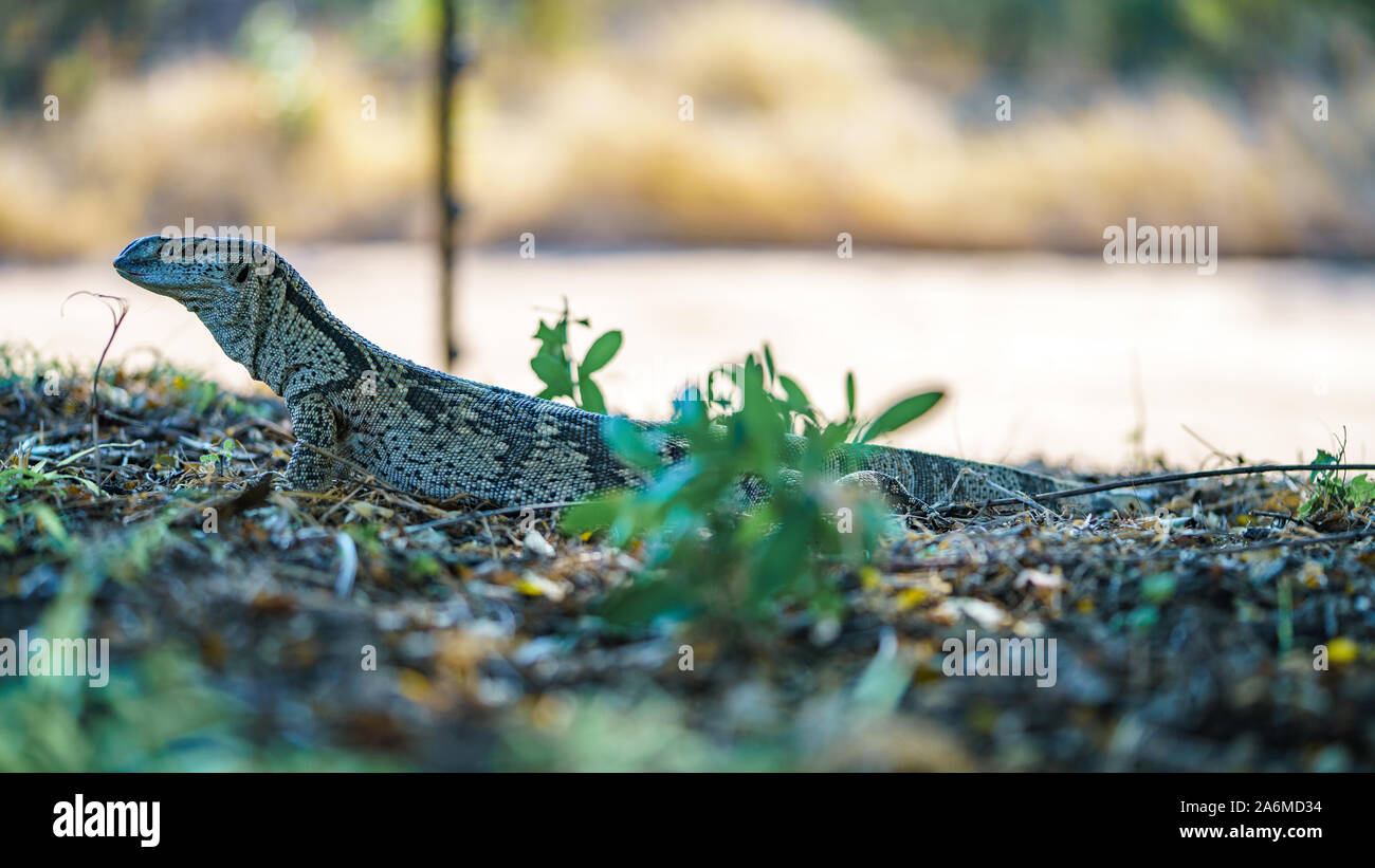 wild monitor lizard in kruger national park in mpumalanga in south ...
