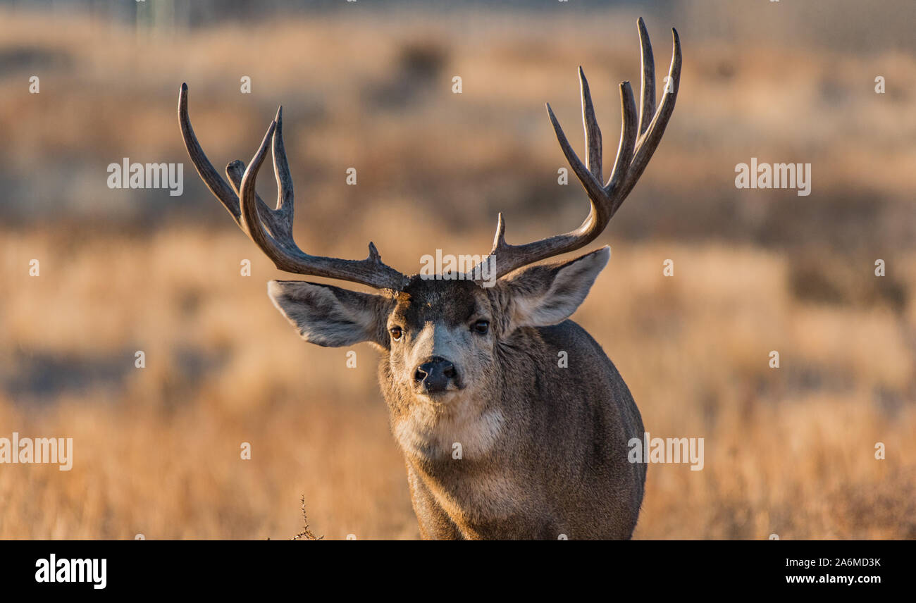 Large mule deer hi-res stock photography and images - Alamy