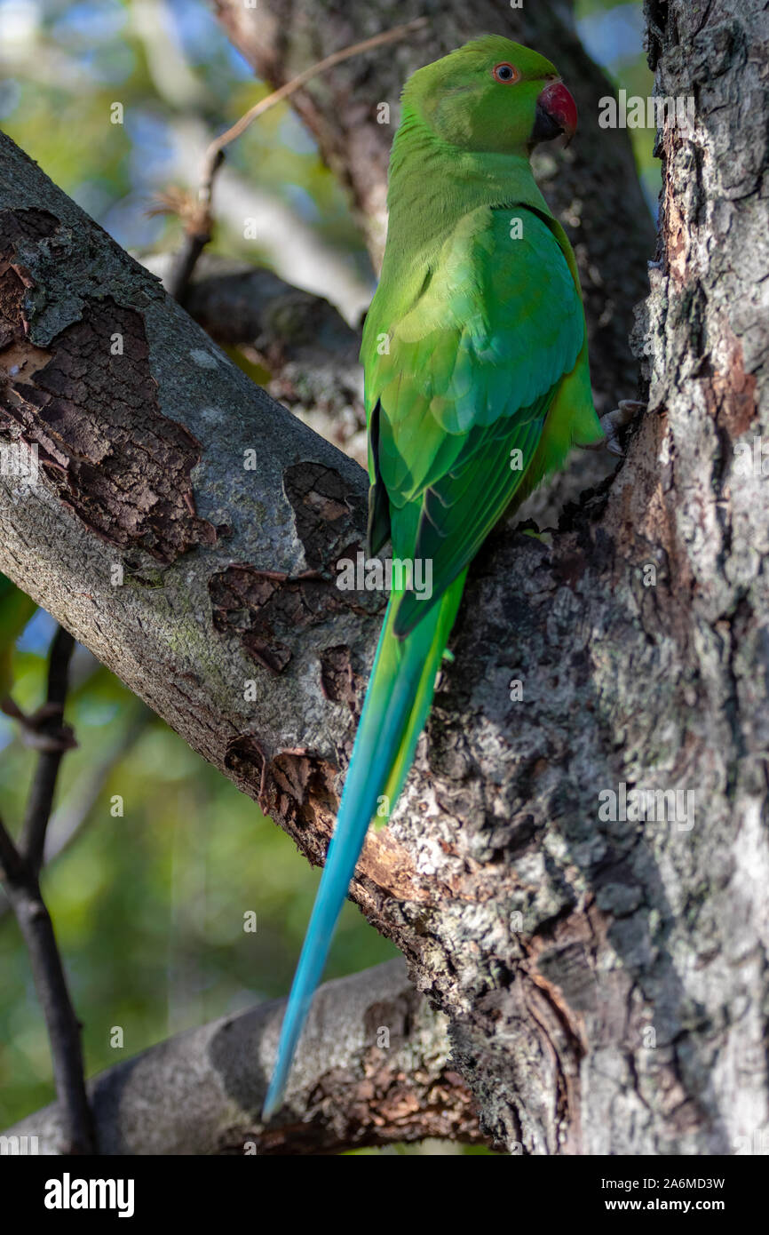 The Rose Garden Hyde Park High Resolution Stock Photography and Images ...