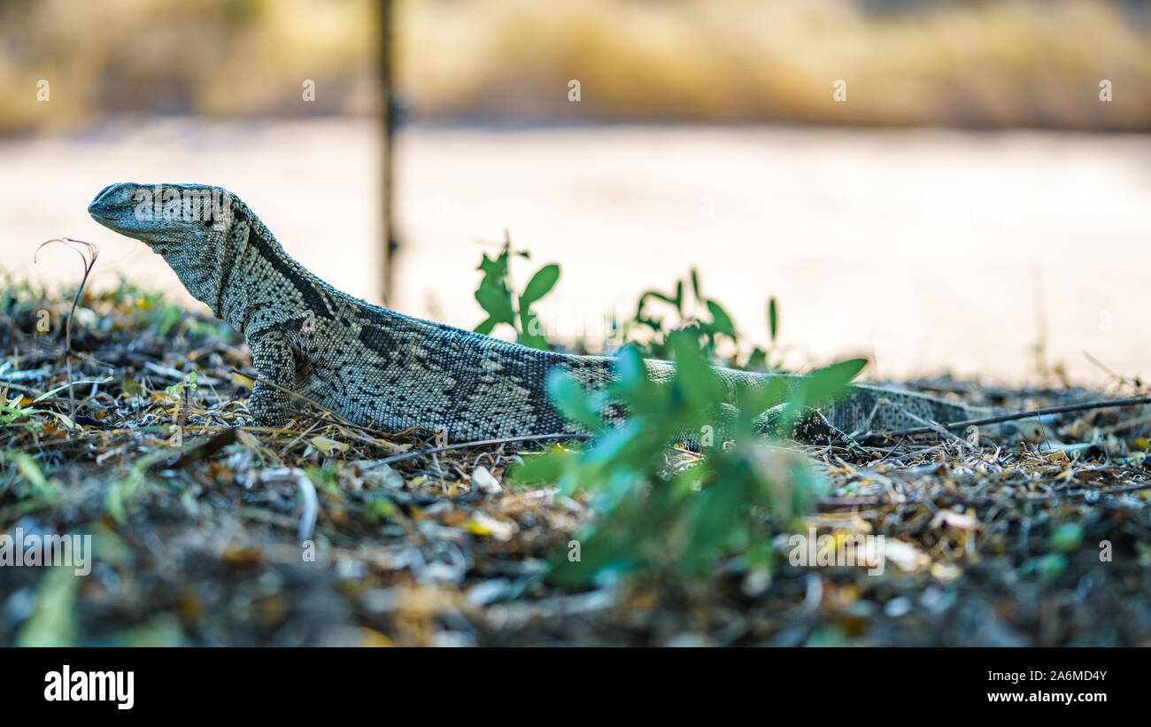 wild monitor lizard in kruger national park in mpumalanga in south ...