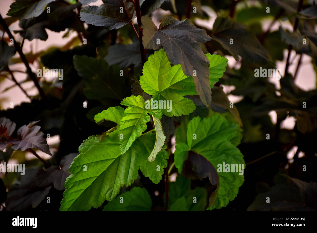 Nine bark hi-res stock photography and images - Alamy