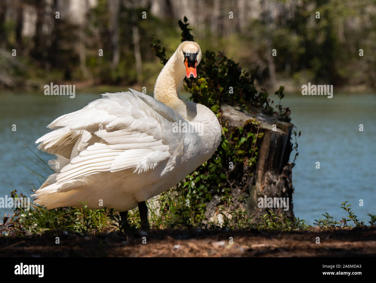 Warning swan hi-res stock photography and images - Alamy