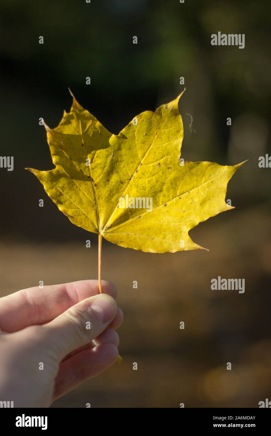 Woman's hand holding a maple leaf Stock Photo - Alamy