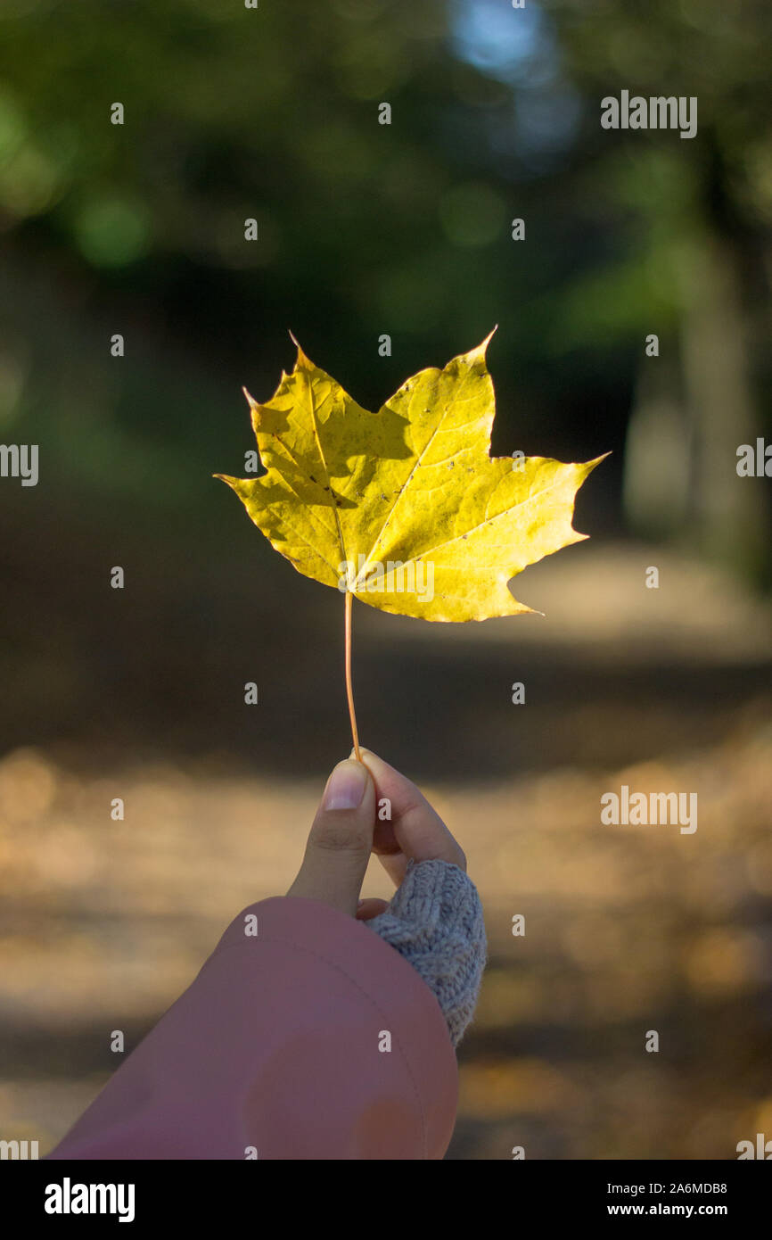 Woman's hand holding a maple leaf Stock Photo - Alamy