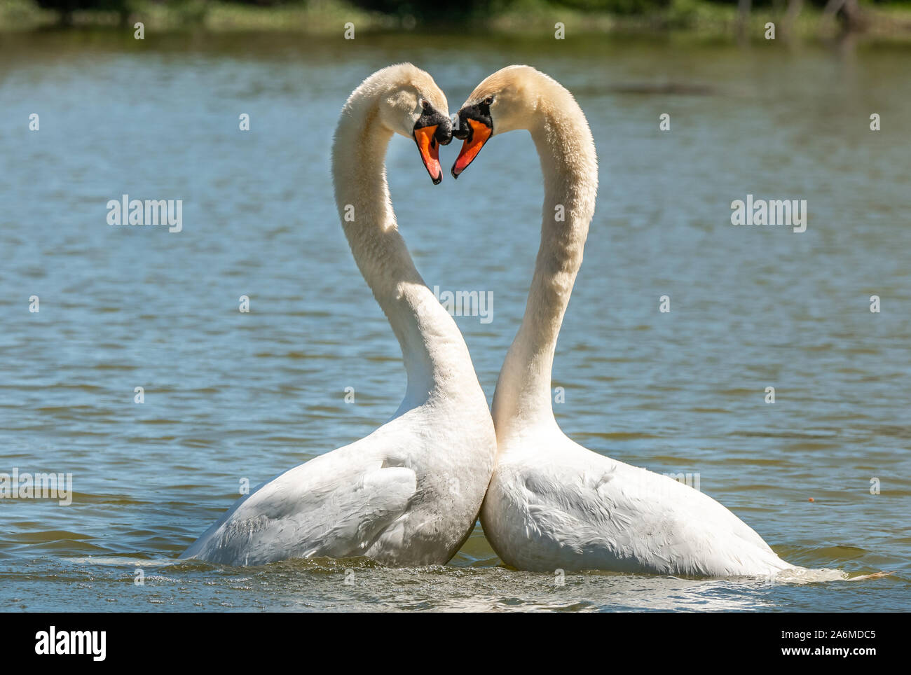 A Mute Swan Pair Forming a Perfect Heart Shape with their Long Necks ...