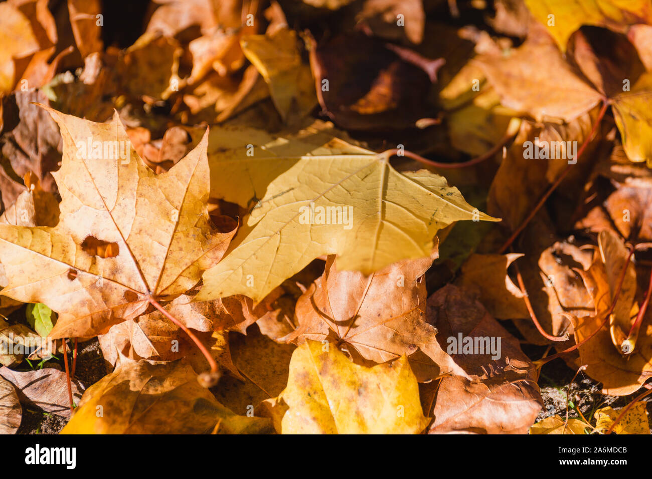 Pile of fallen leaves Stock Photo - Alamy