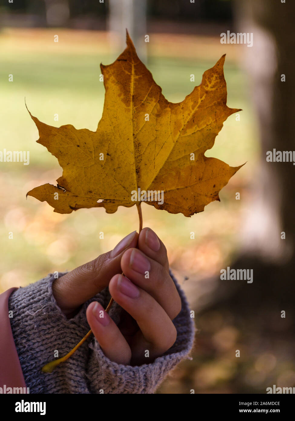 Hand holding maple leaf hi-res stock photography and images - Alamy