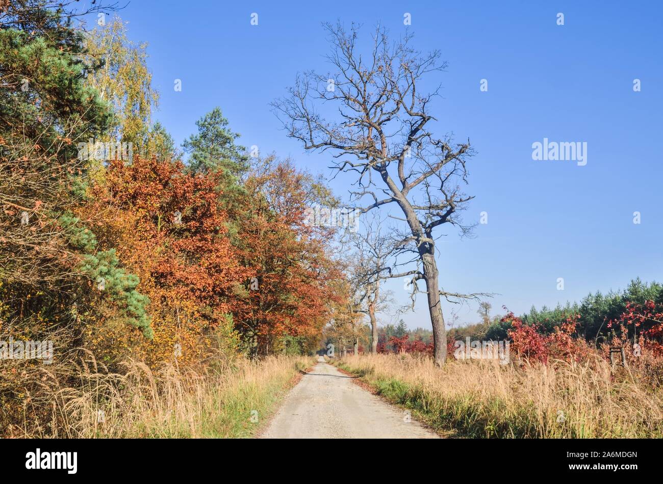 Beautiful sunny autumn landscape. Road in the forest among colorful ...