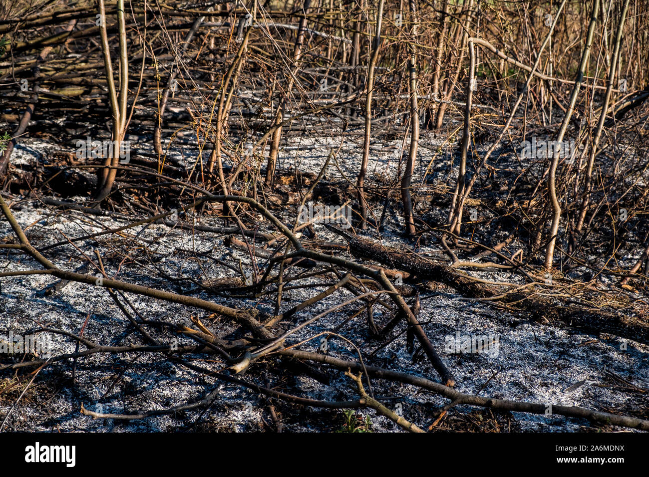 Aftermath of a forest fire Stock Photo - Alamy