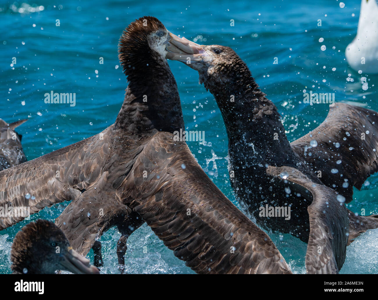 Giant petrel new zealand hi-res stock photography and images - Alamy