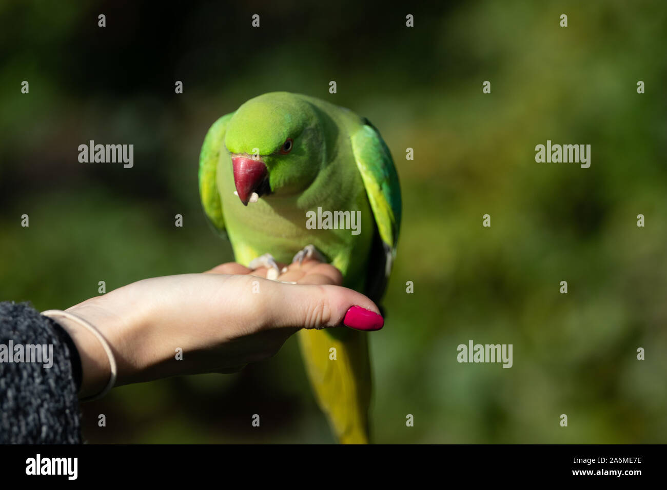 Kensington gardens parakeet hi-res stock photography and images - Alamy