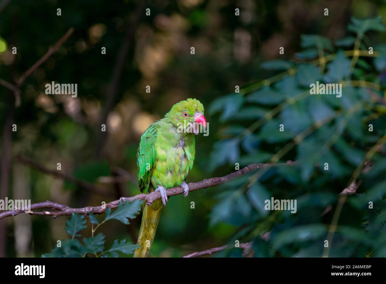 Scruffy bird hi-res stock photography and images - Alamy