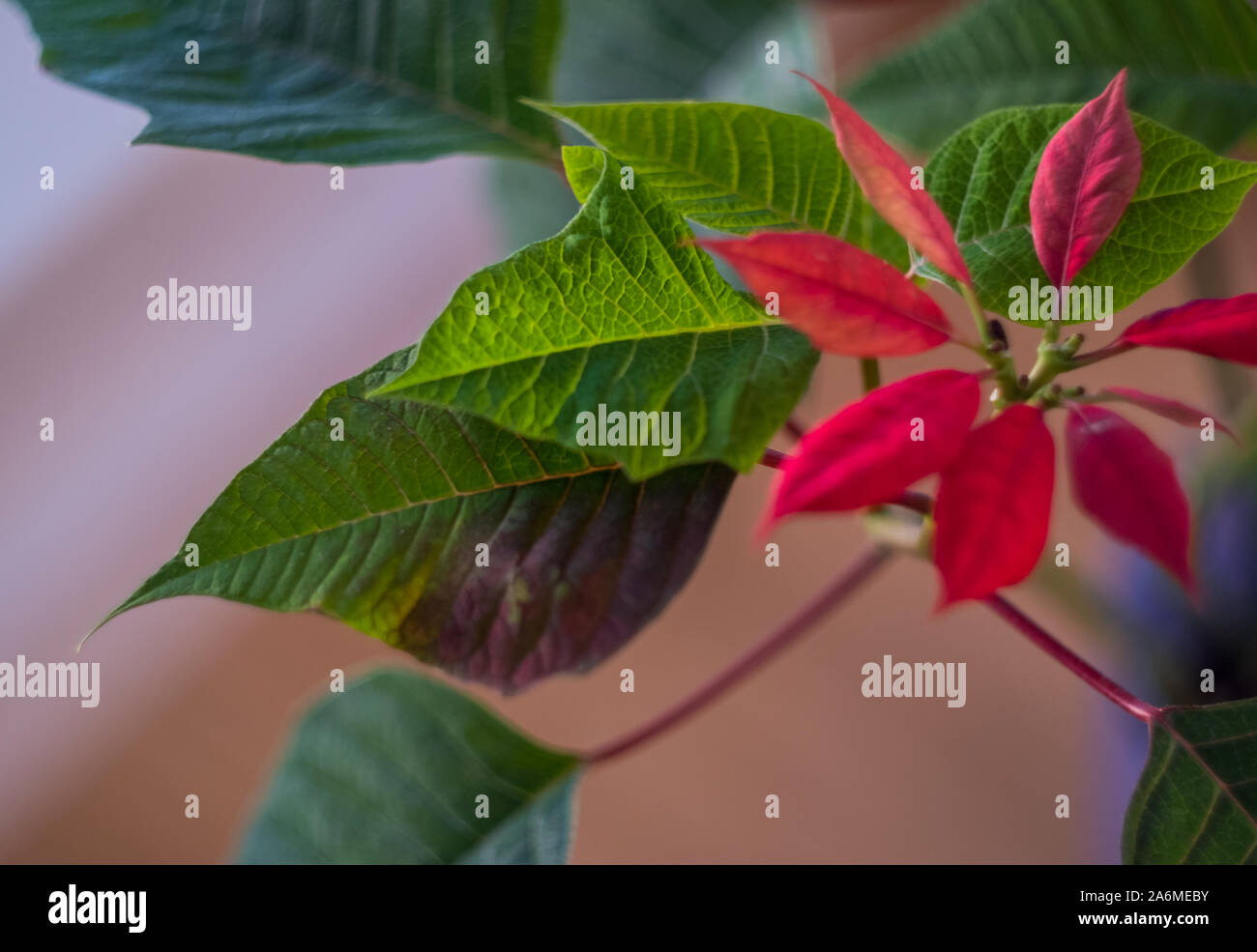 Close up of a ponceta plant Stock Photo - Alamy