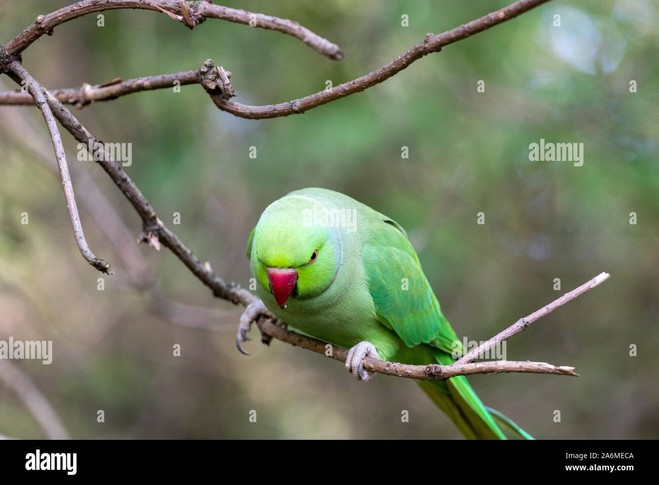 Rose Ringed Parakeet / Ring Necked Parakeet in Tree in Hyde Park Stock ...