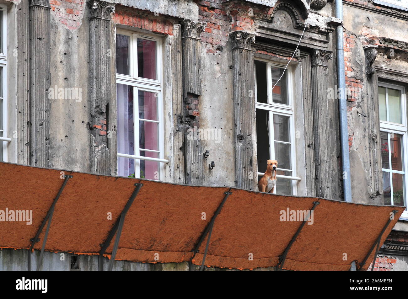 Dog standing in a window hi-res stock photography and images - Alamy