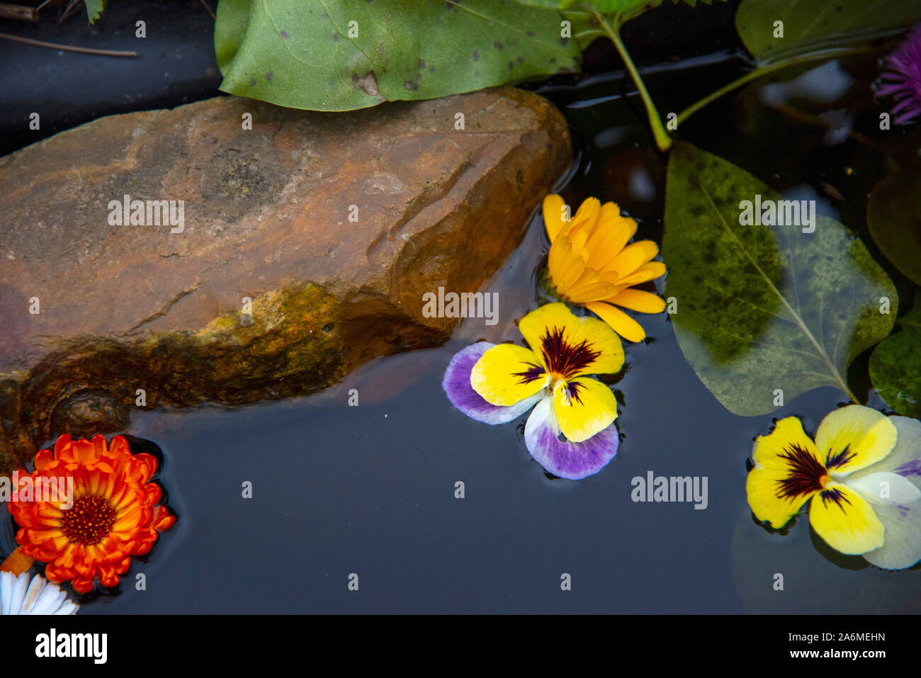 Marigold flowers float in water hi-res stock photography and images - Alamy