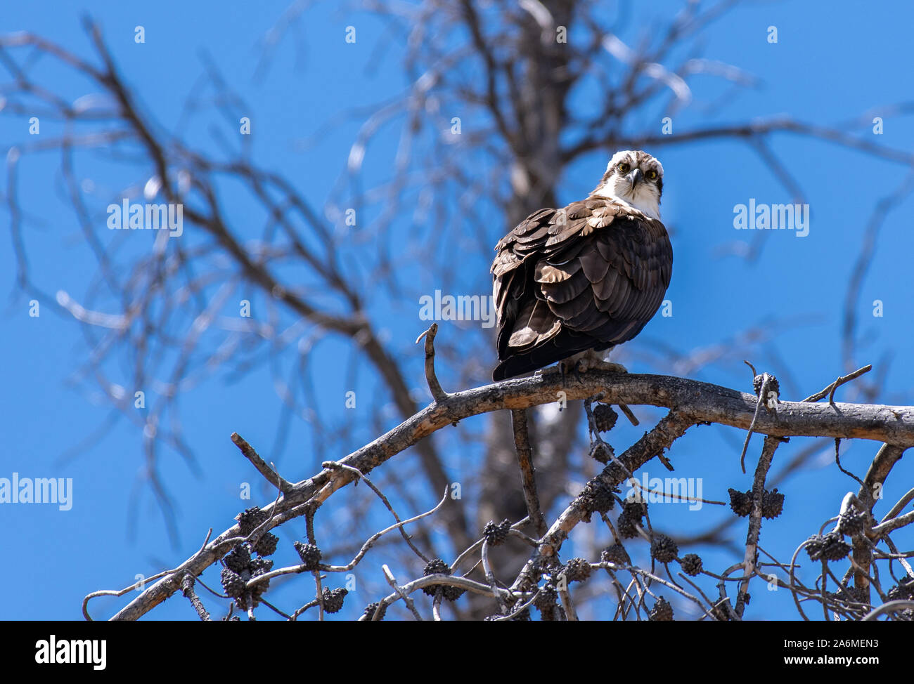 Annoyed bird hi-res stock photography and images - Alamy