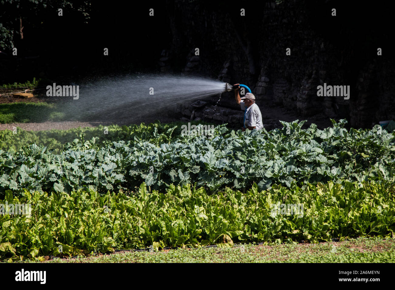 Man watering field growing sprouted agricultural crops Stock Photo - Alamy