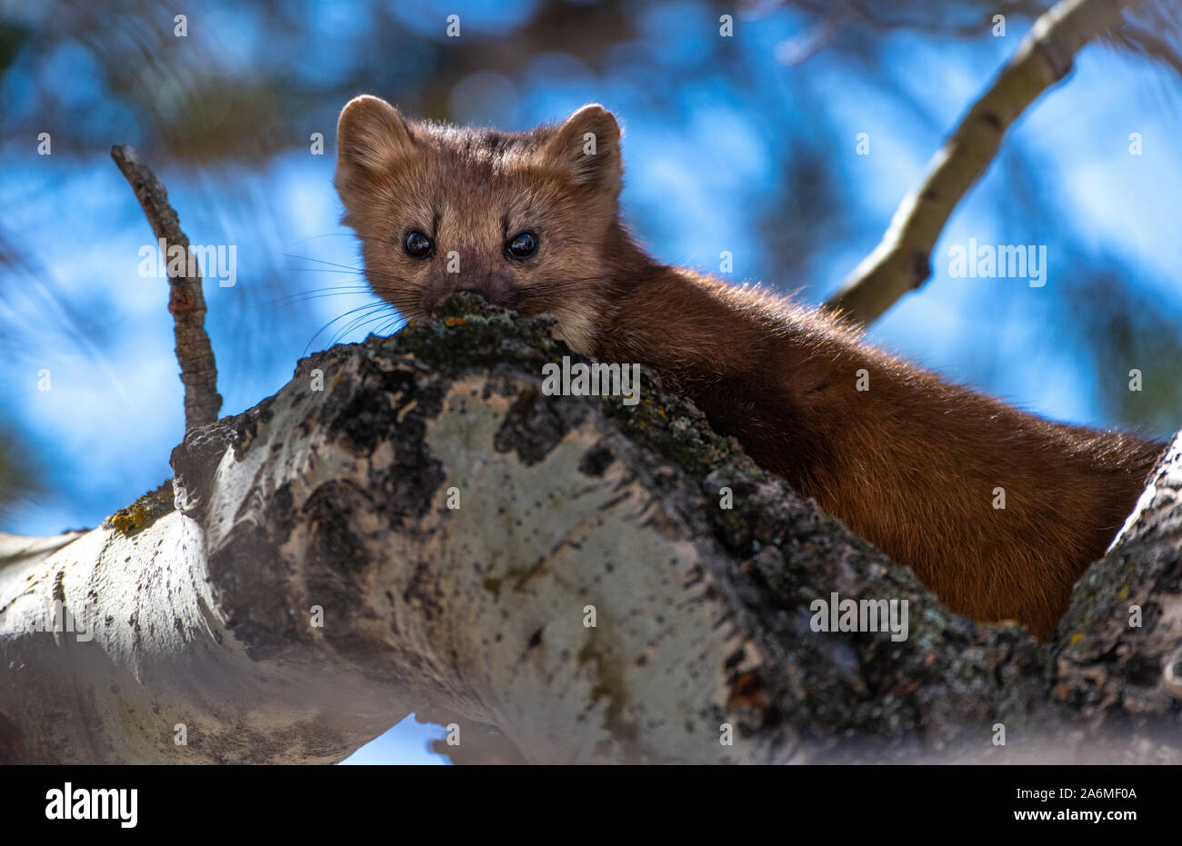 Marten trap hi-res stock photography and images - Alamy