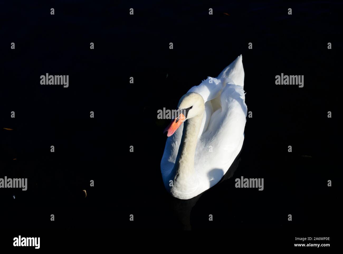 Sailing swan hi-res stock photography and images - Alamy