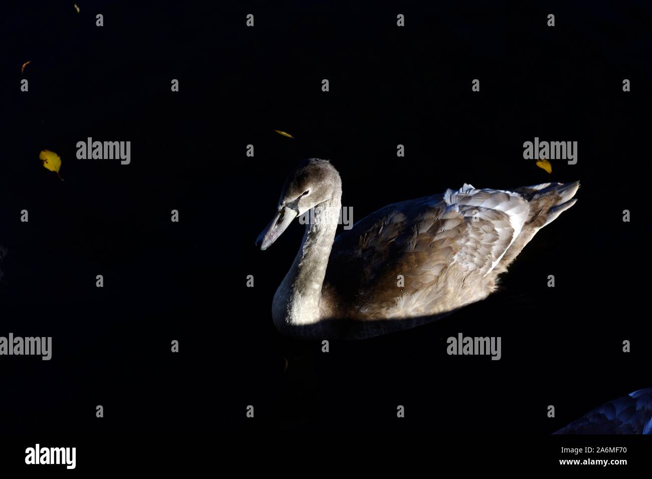 Beautiful swan hi-res stock photography and images - Alamy