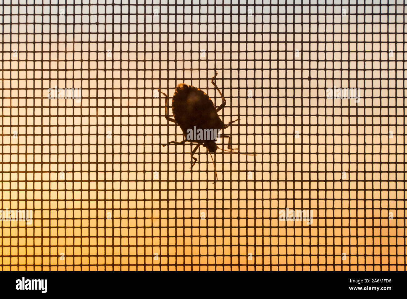 Brown marmorated stink bugs hi-res stock photography and images - Alamy