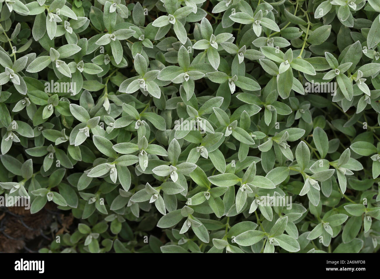 The shoots of autumn crops hi-res stock photography and images - Alamy