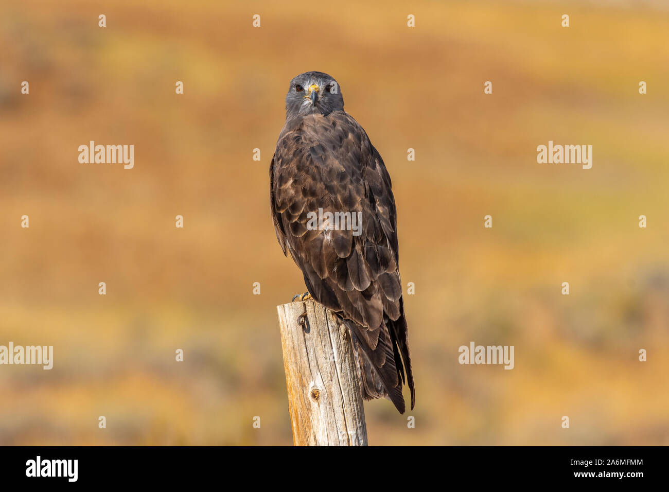 Red tailed hawk perched hi-res stock photography and images - Alamy