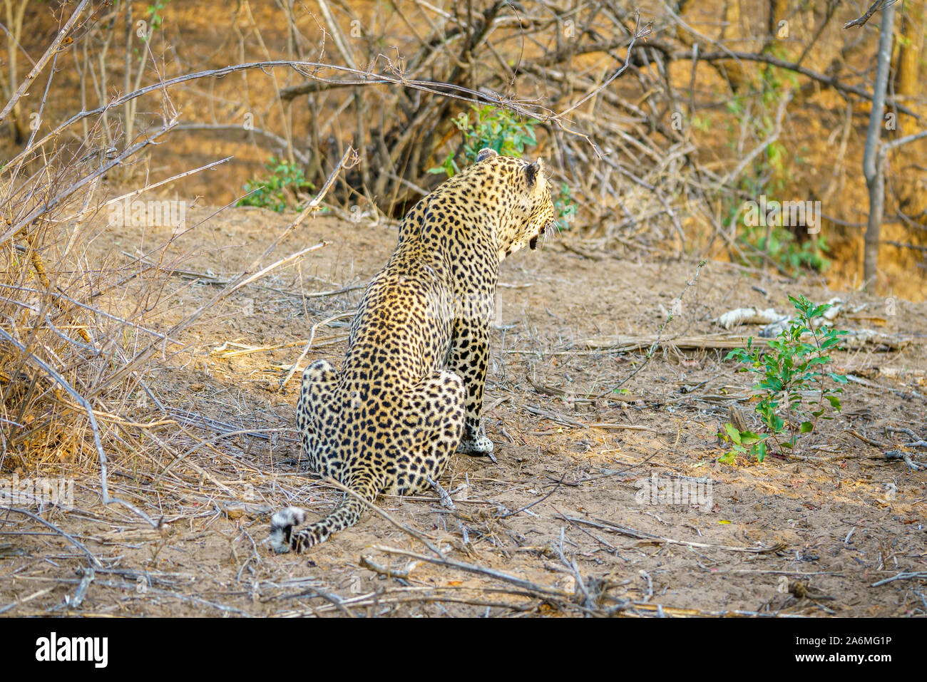 Kruger national park safari leopards hi-res stock photography and ...