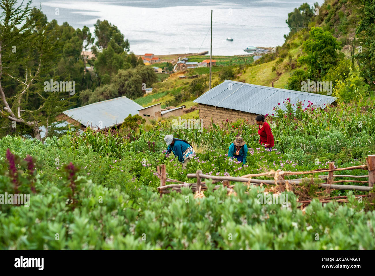 Potato farm bolivia hi-res stock photography and images - Alamy
