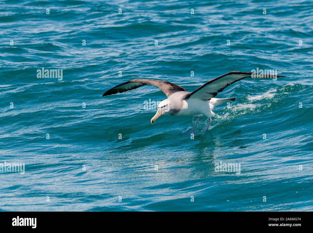 Salt gland bird hi-res stock photography and images - Alamy