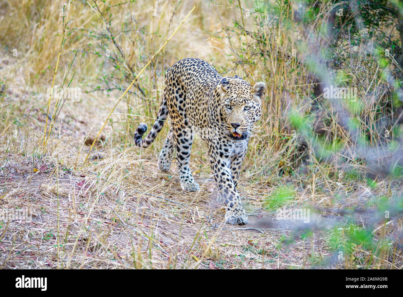wild leopard in kruger national park in mpumalanga in south africa ...
