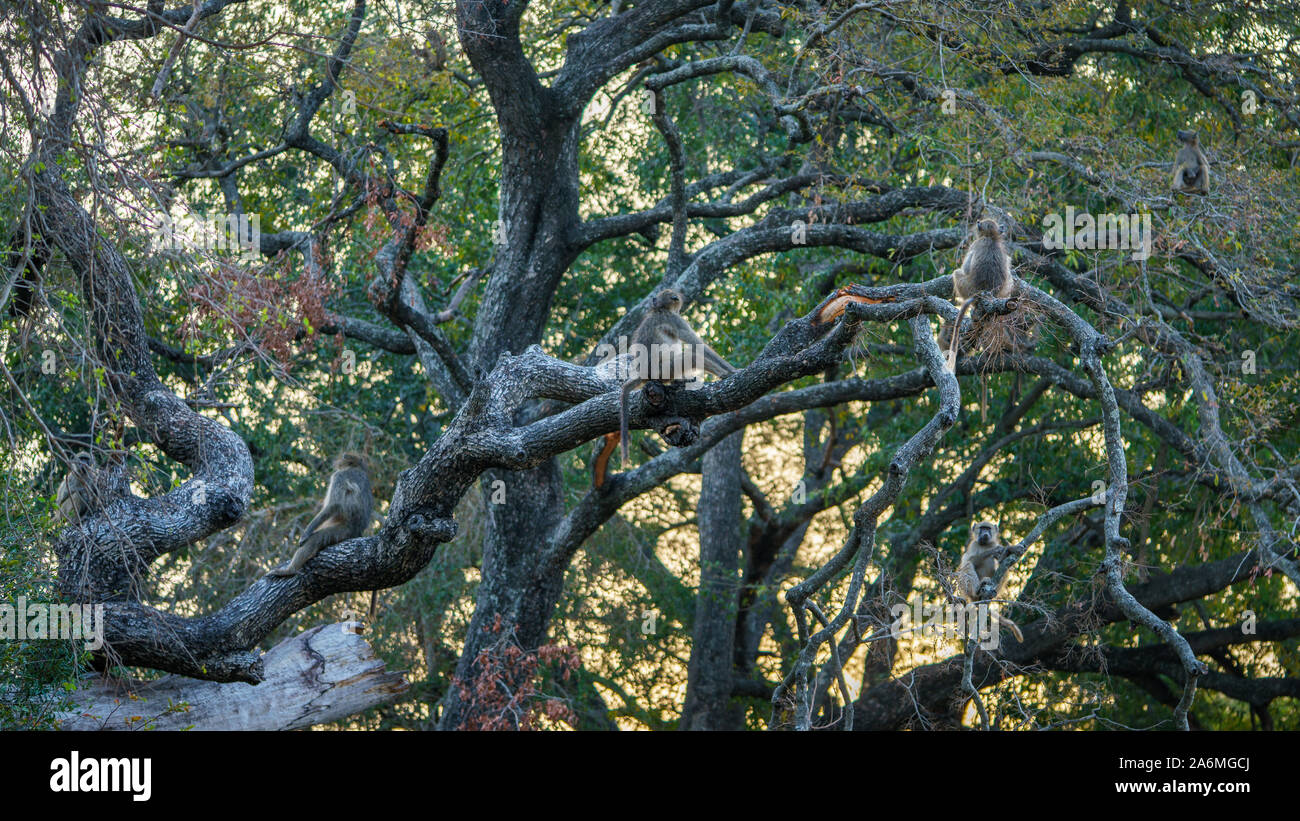 Prairie monkeys hi-res stock photography and images - Alamy