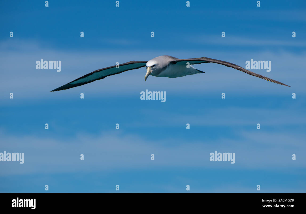 Salt gland bird hi-res stock photography and images - Alamy