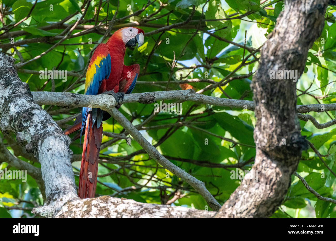 A Beautiful Scarlet Macaw in the Tropical Forest of Costa Rica Stock ...