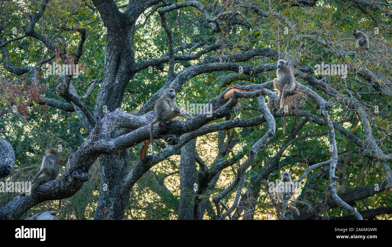 wild baboon monkeys in kruger national park in mpumalanga in south ...