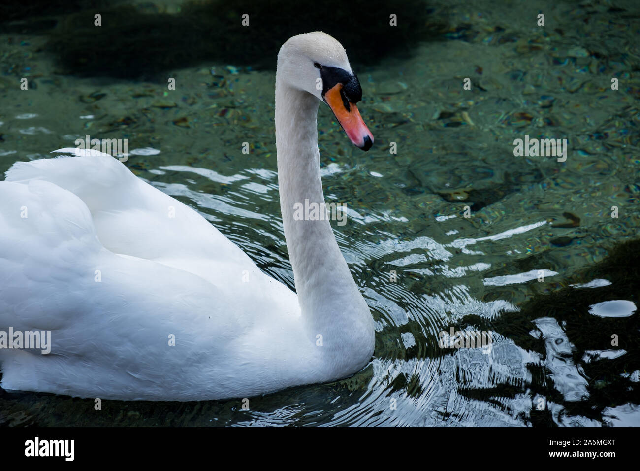 Single white swan on a crystal clear lake Stock Photo - Alamy