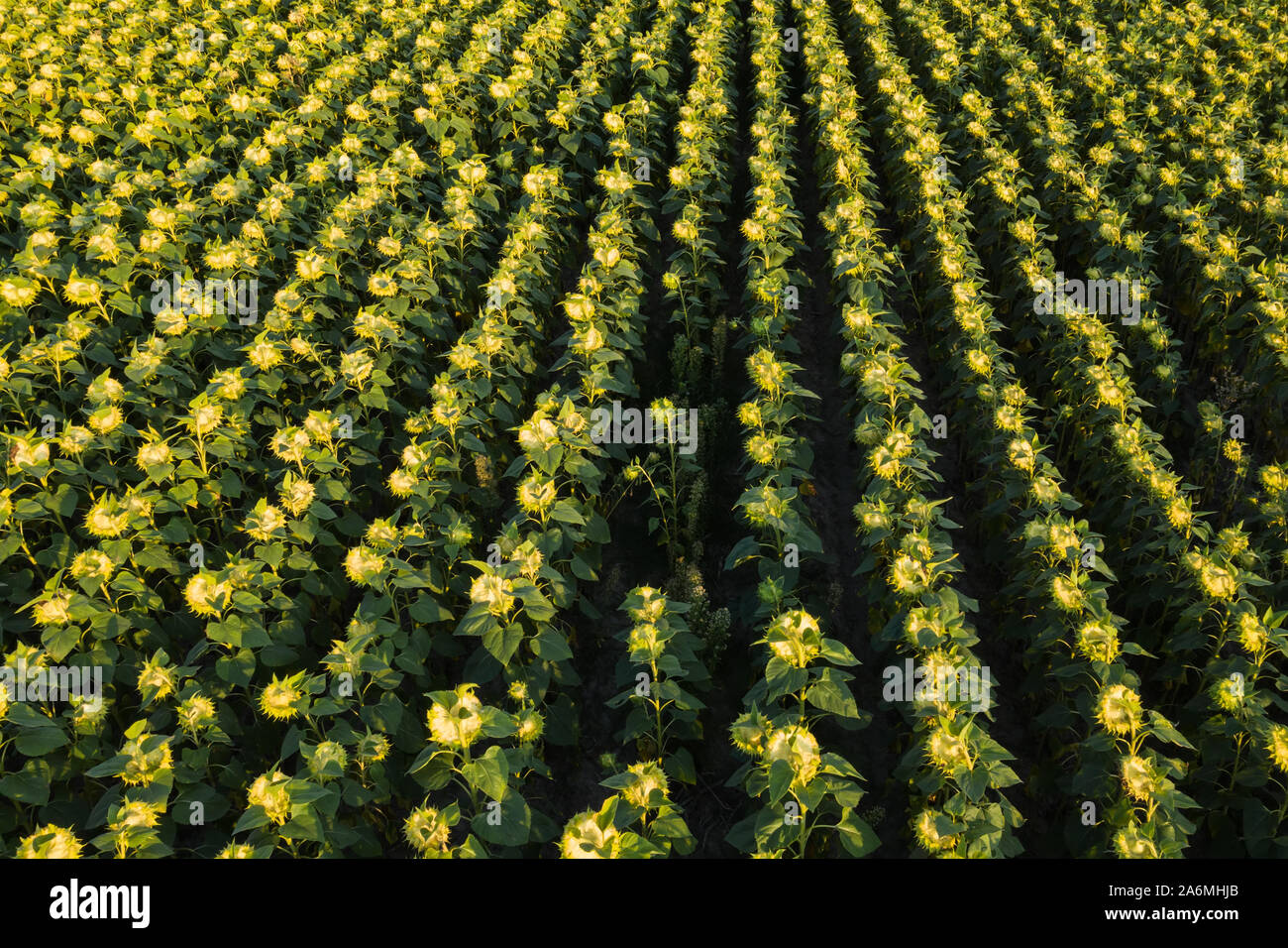Aerial View of Field of Ripened Sunflowers Stock Photo - Alamy