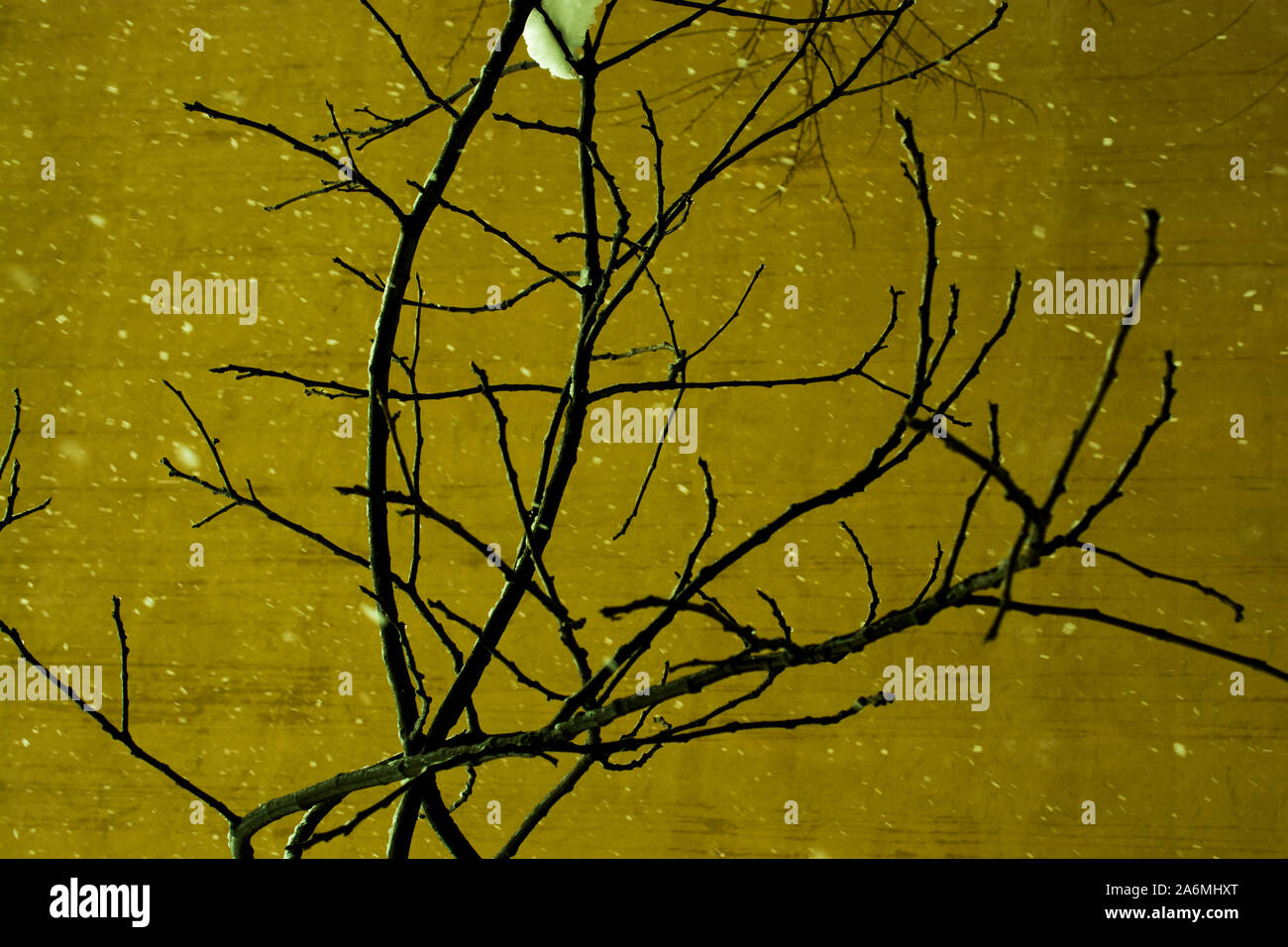 A unique photo of bright tender offshoot of a tree growing Stock Photo ...