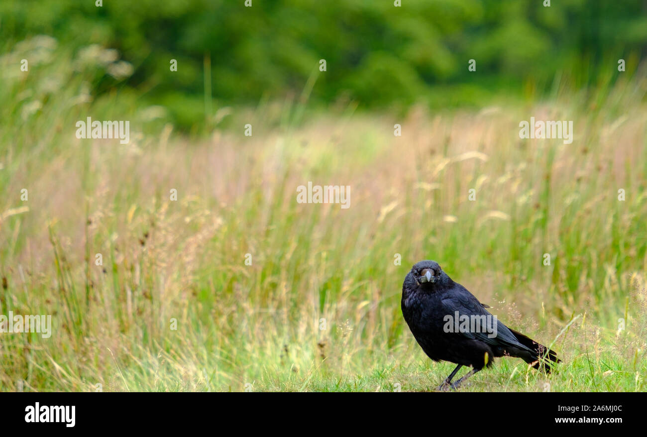 Raven bird uk flying hi-res stock photography and images - Alamy