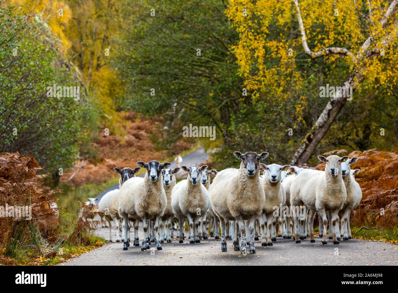 Glen Strathfarrar, Scottish Highlands. A flock of Highland Mule sheep ...