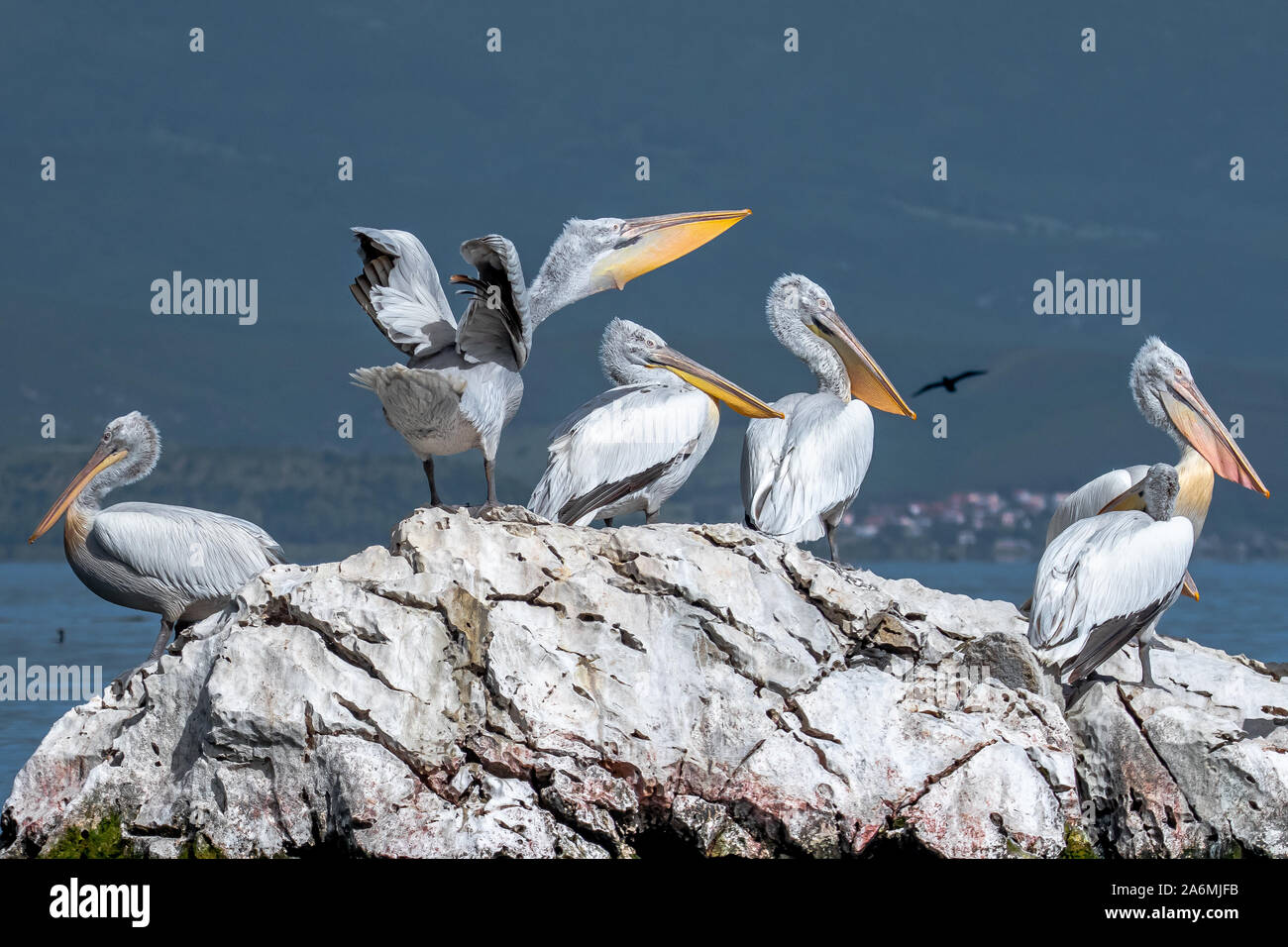 Dalmatian pelican - Pelecanus crispus. The most massive member of the ...