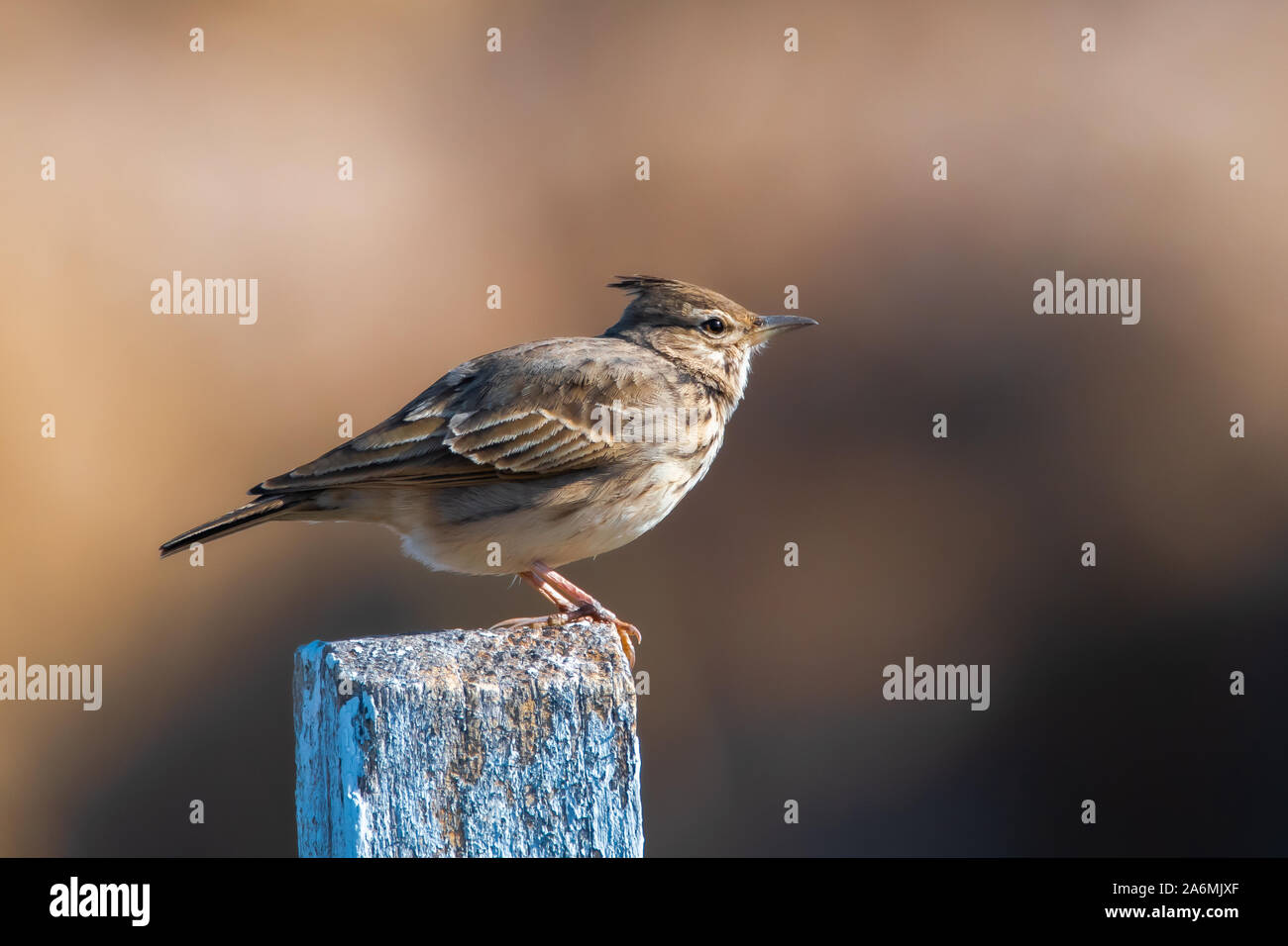 Crested lark, Galerida cristata. The crested lark is a songbird Stock ...