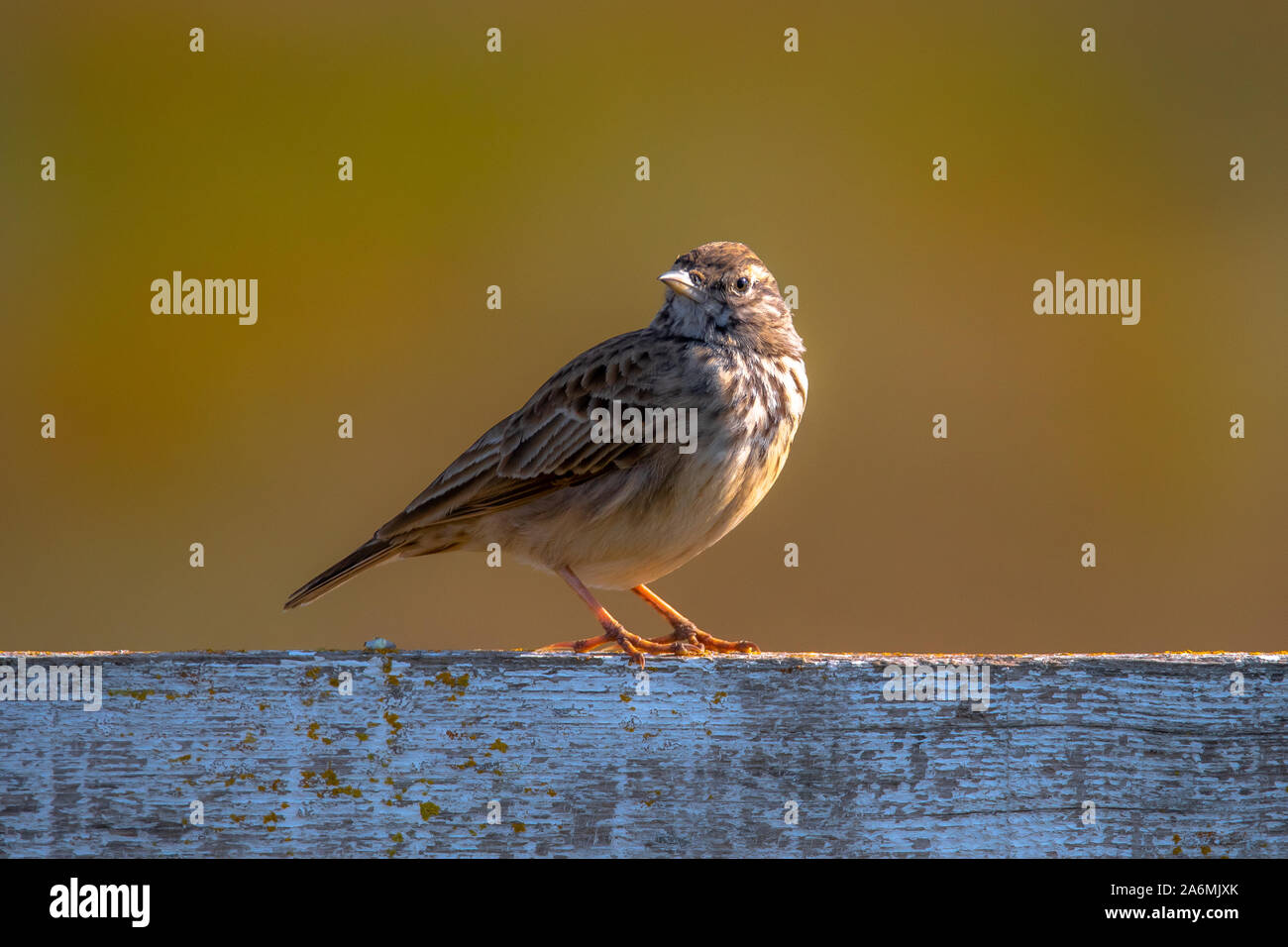 Crested lark, Galerida cristata. The crested lark is a songbird Stock ...
