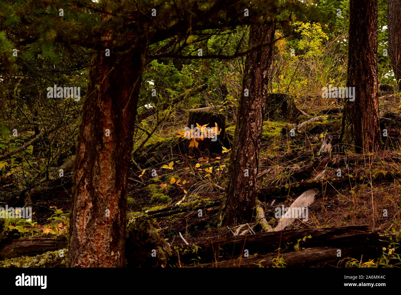 Stumps fall hi-res stock photography and images - Alamy