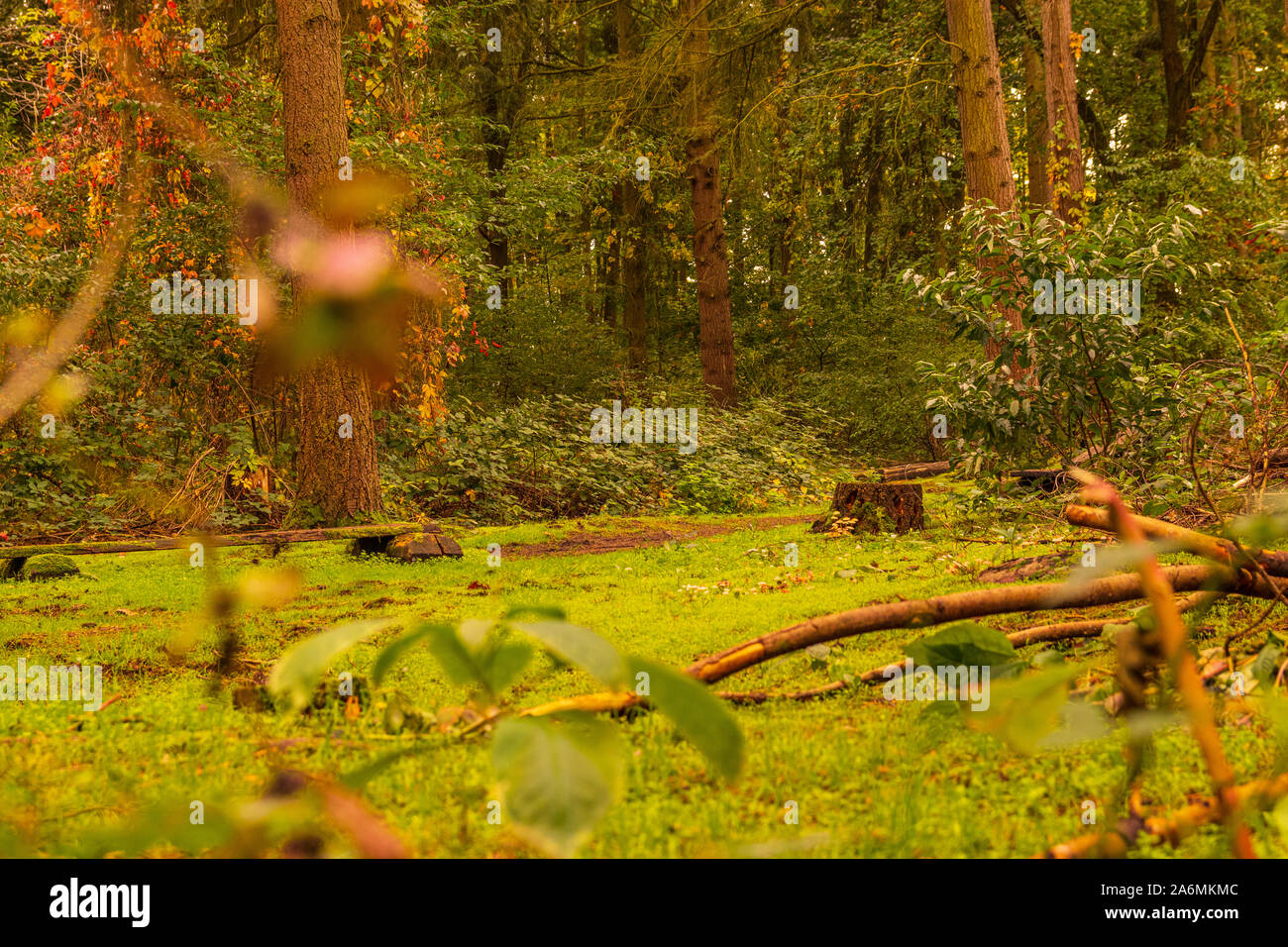 Beautiful forest path hi-res stock photography and images - Alamy